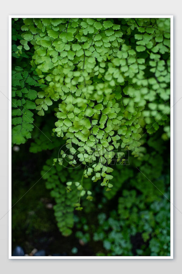 绿色蕨类植物桌面清爽夏日夏至摄影图摄影图1024*1542图片素材免费下载-编号1285491-潮点视频