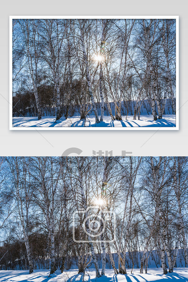 冬季草原逆光下的白桦林摄影图1024*1540图片素材免费下载-编号1328594-潮点视频