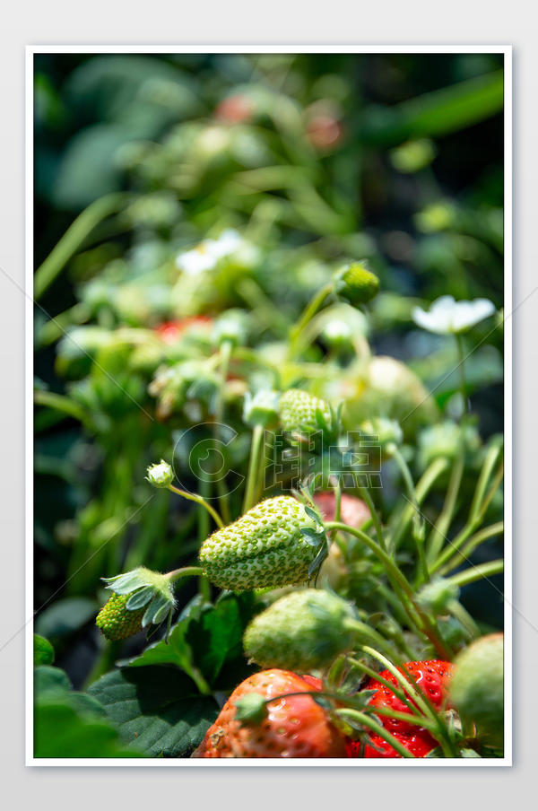 意境拍摄草莓采摘园摄影图1024*1542图片素材免费下载-编号1334371-潮点视频