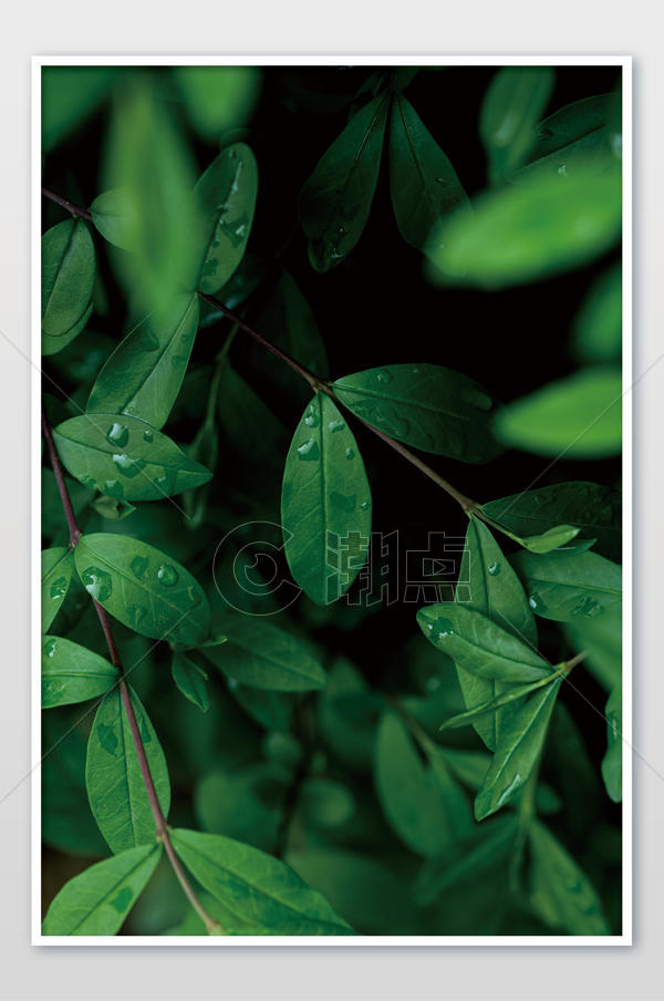 ins风格绿叶暗调雨后的水滴摄影图1024*1542图片素材免费下载-编号1337031-潮点视频