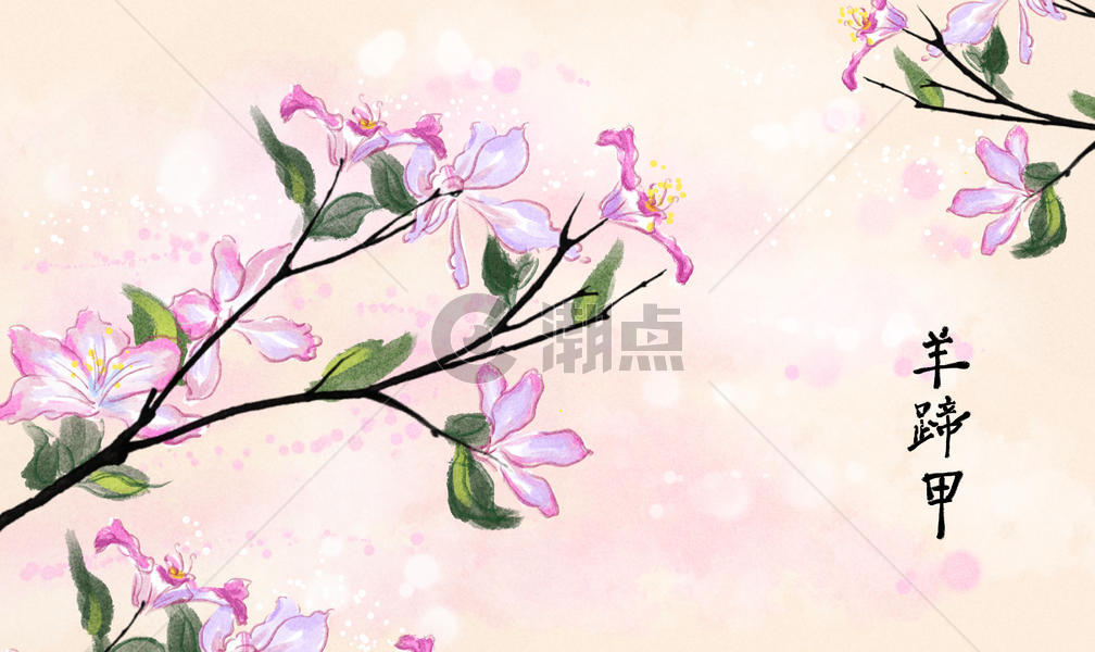 中国风水墨羊蹄甲花插画插画原画503*300图片素材免费下载-编号51317-潮点视频