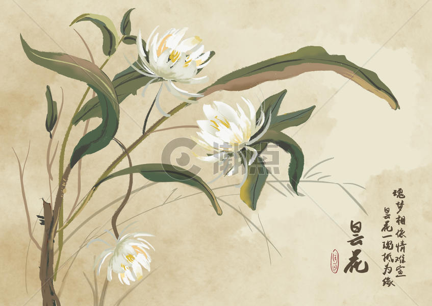 昙花一现插画原画3132*2218图片素材免费下载-编号86943-潮点视频