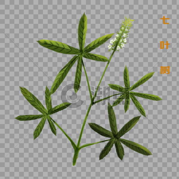 手绘水彩中药材七叶树设计元素2048*2048图片素材免费下载-编号333332-潮点视频