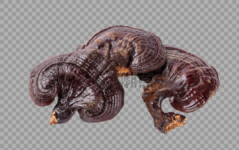 灵芝设计元素1770*1112图片素材免费下载-编号548312-潮点视频