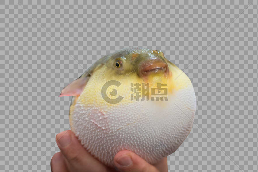 河豚设计元素2000*1335图片素材免费下载-编号572450-潮点视频